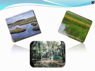 Freshwater biomes | PPTX