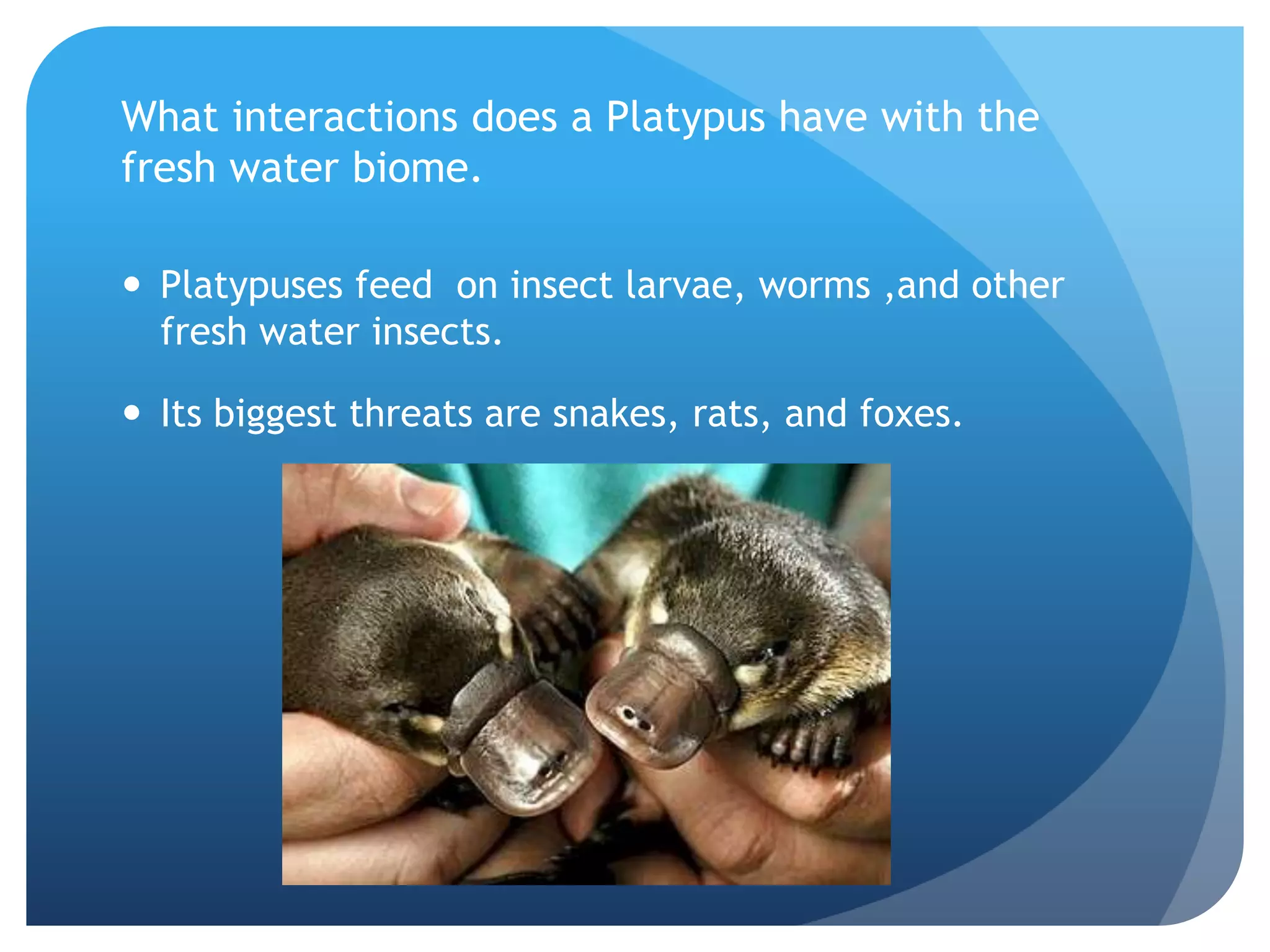 Fresh water biomes | PPTX