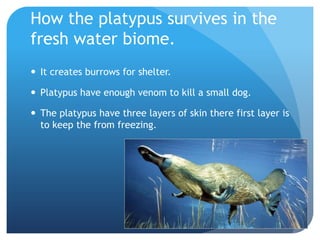 Fresh water biomes | PPTX