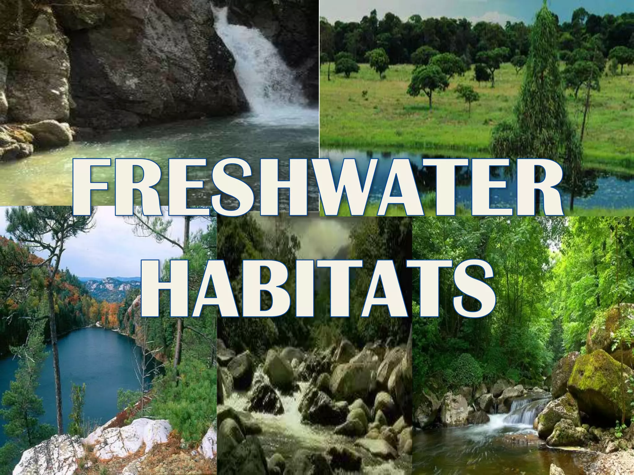 Freshwater ecosystem | PPTX