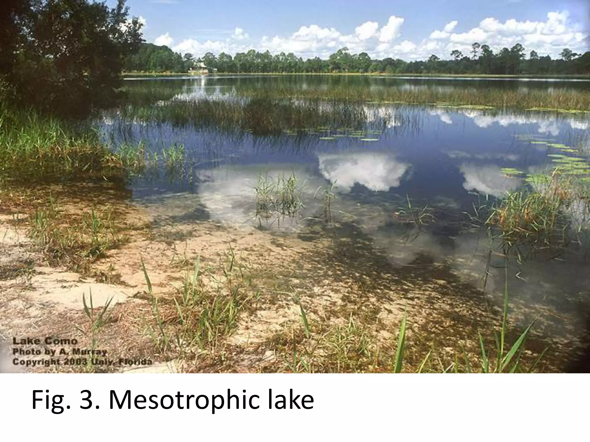 Freshwater ecosystem | PPTX