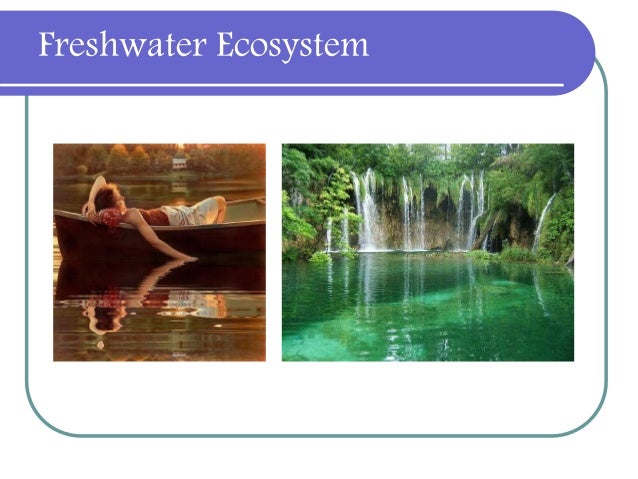 Freshwater Ecosystem