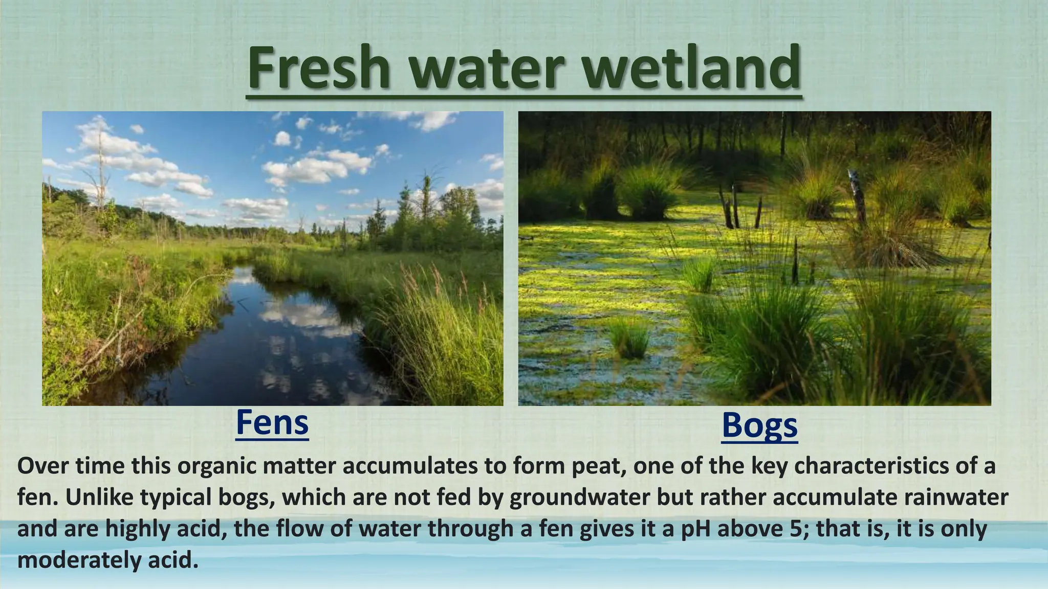 FRESH WATER ECOSYSTEM msc zoology and all | PPT