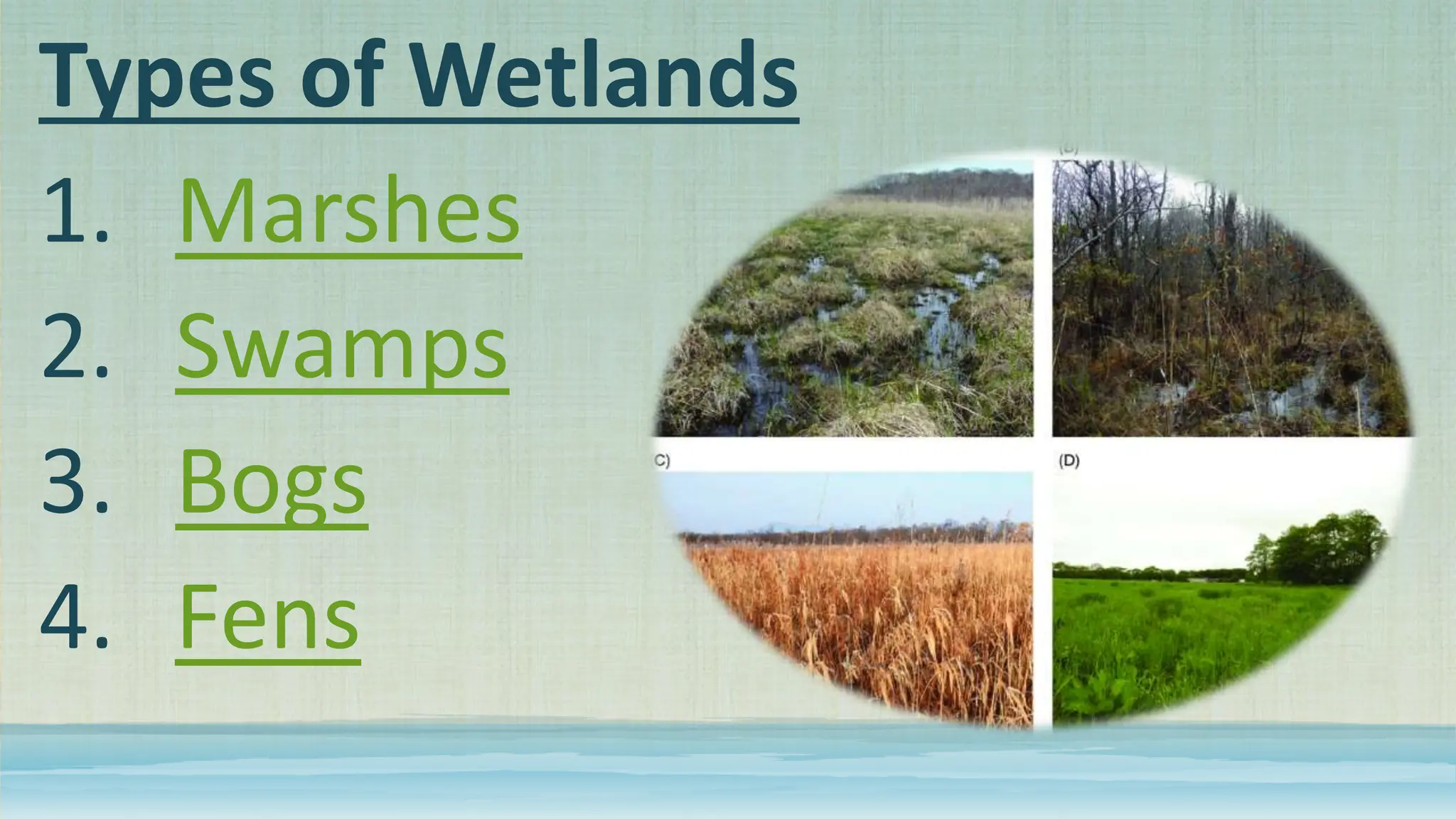 FRESH WATER ECOSYSTEM msc zoology and all | PPT
