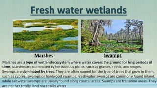 FRESH WATER ECOSYSTEM msc zoology and all | PPTX