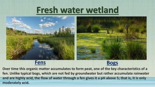 FRESH WATER ECOSYSTEM msc zoology and all | PPT