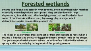FRESH WATER ECOSYSTEM msc zoology and all | PPTX