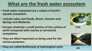 FRESH WATER ECOSYSTEM msc zoology and all | PPTX
