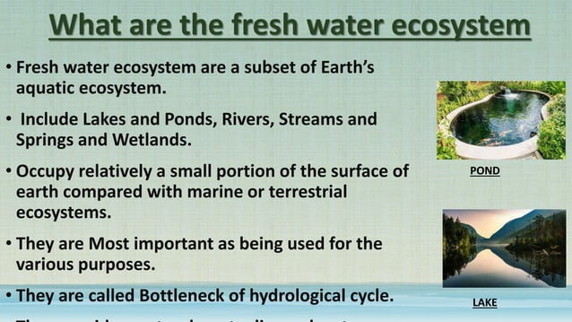 FRESH WATER ECOSYSTEM msc zoology and all | PPT