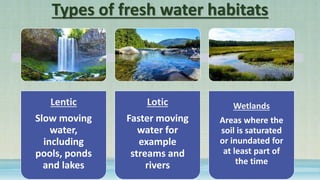 FRESH WATER ECOSYSTEM msc zoology and all | PPT