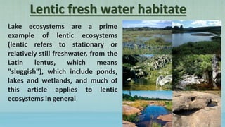 FRESH WATER ECOSYSTEM msc zoology and all | PPT