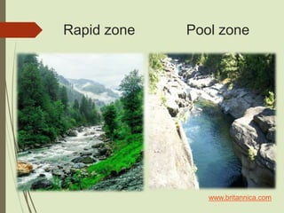 Freshwater ecosystem | PPTX