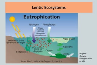 Freshwater ecosystem (2) | PPTX
