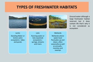 Freshwater ecosystem (2) | PPTX