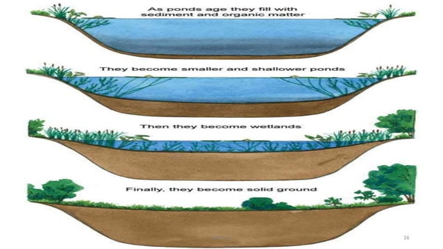 Fresh water ecosystem | PPTX