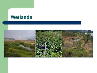 Freshwater Ecosystems | PPT