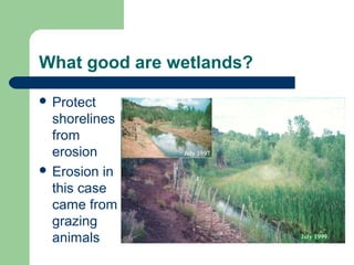 Freshwater Ecosystems | PPT