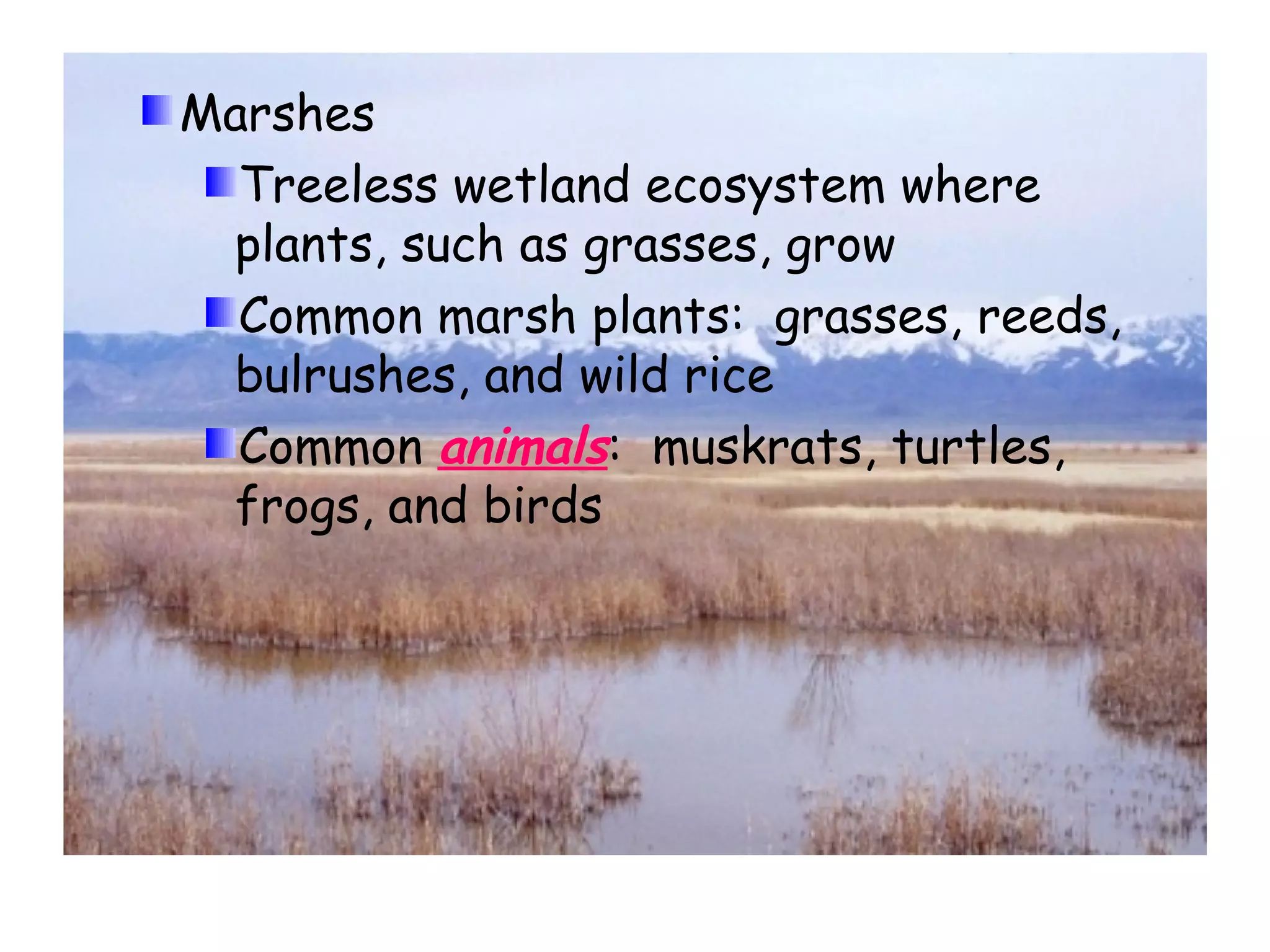 Freshwater ecosystems | PPT | Geography | Science