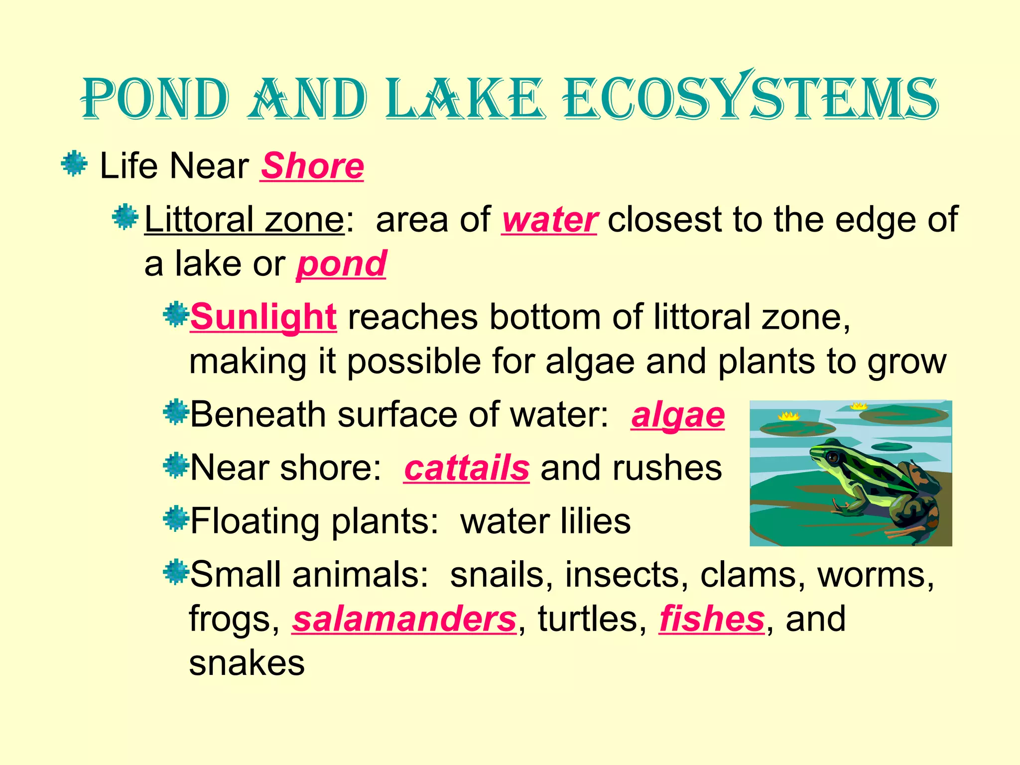 Freshwater ecosystems | PPT | Geography | Science
