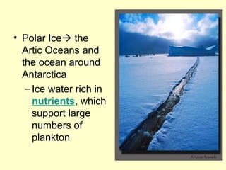 Freshwater ecosystems | PPT | Geography | Science