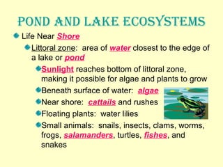 Freshwater ecosystems | PPT | Geography | Science