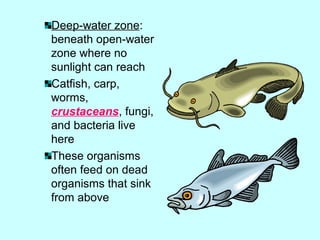 Freshwater ecosystems | PPT | Geography | Science
