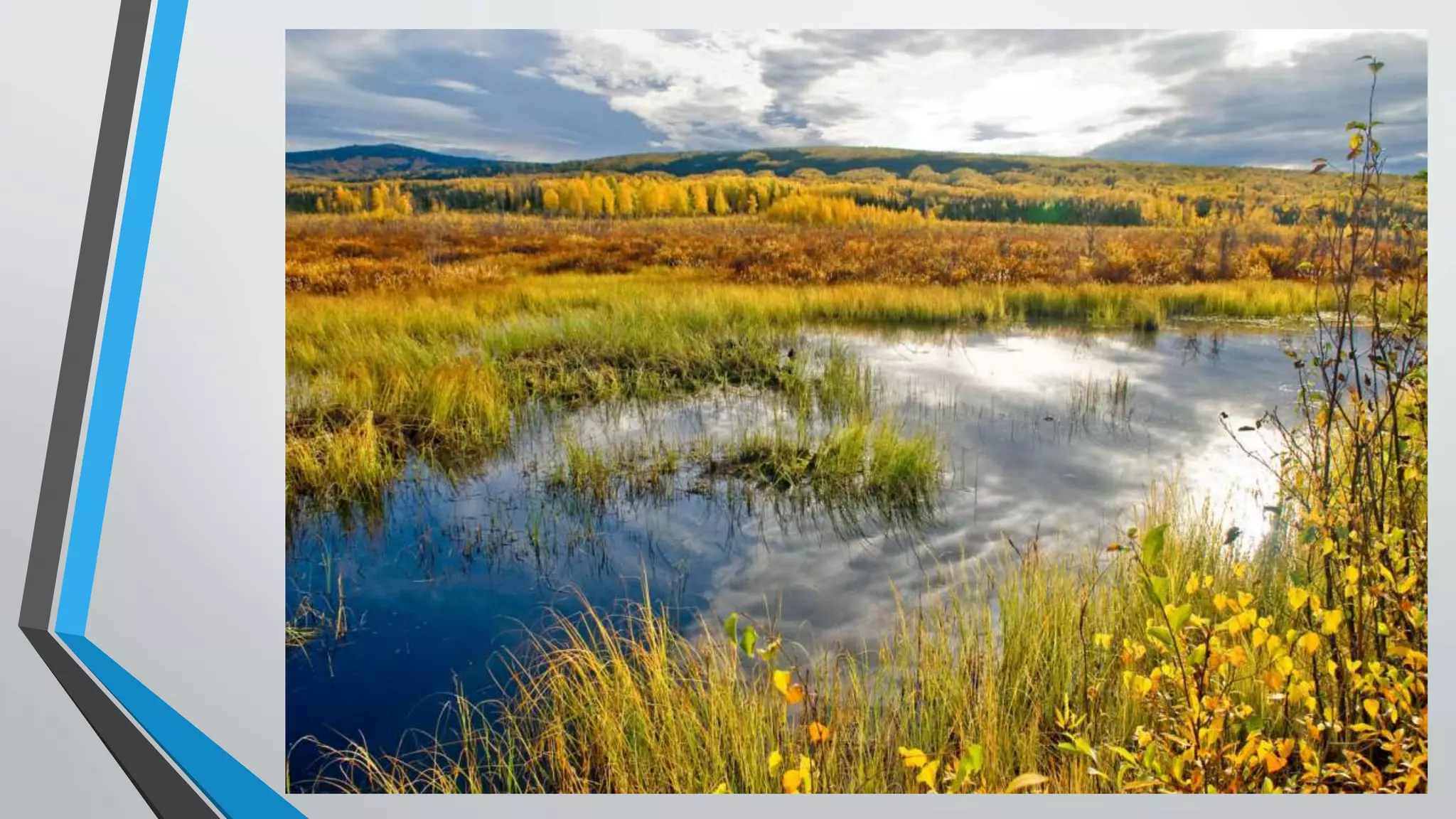 Fresh water ecosystems | PPTX