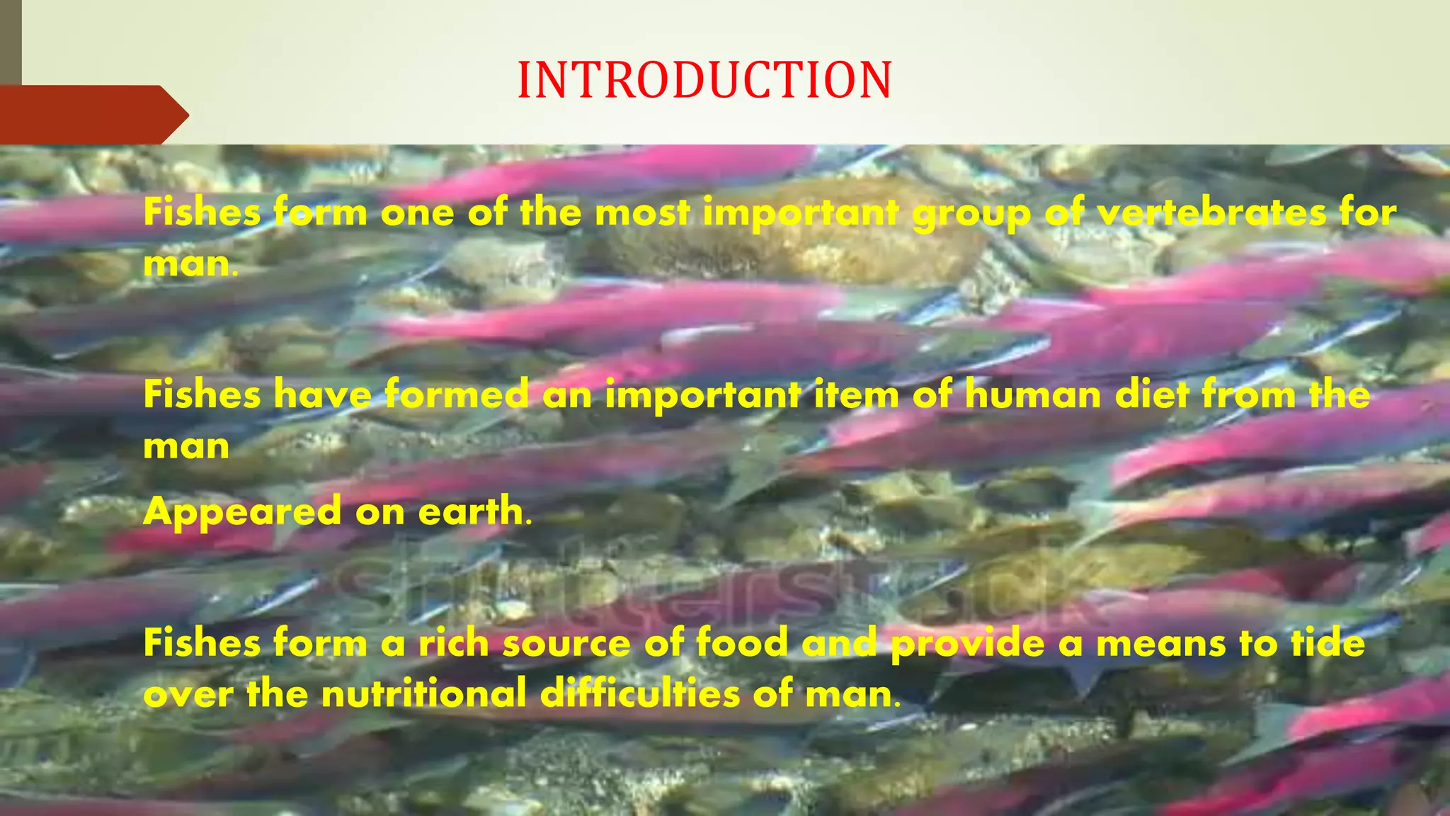 Fresh water edible fishes | PPTX