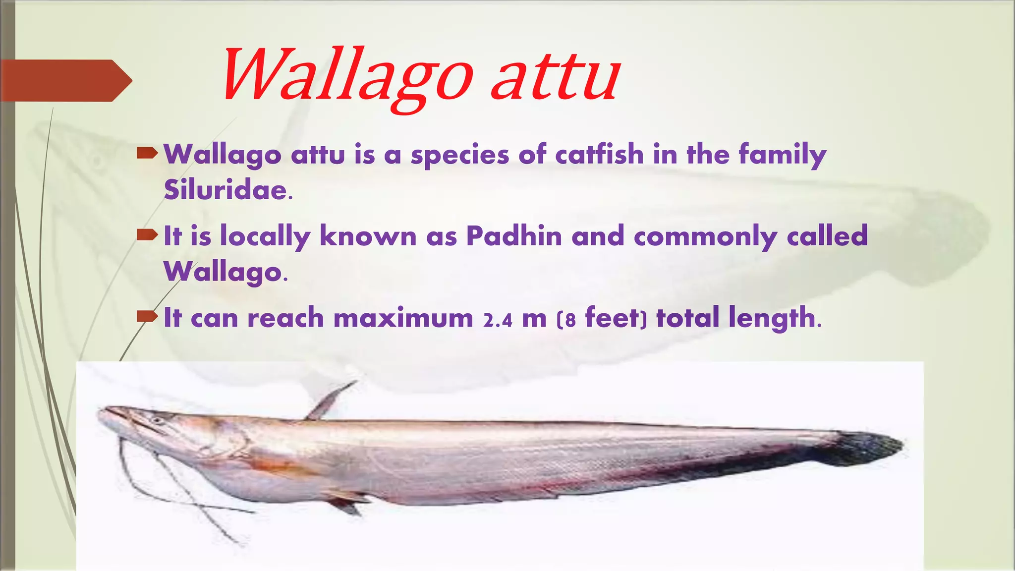 Fresh water edible fishes | PPTX