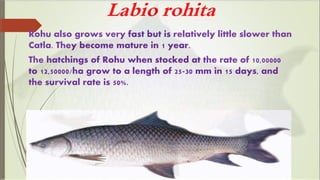 Fresh water edible fishes | PPTX