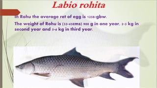 Fresh water edible fishes | PPTX