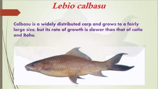 Fresh water edible fishes | PPTX