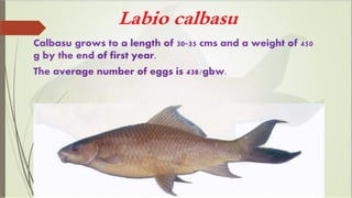 Fresh water edible fishes | PPTX