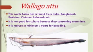 Fresh water edible fishes | PPTX