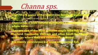 Fresh water edible fishes | PPTX