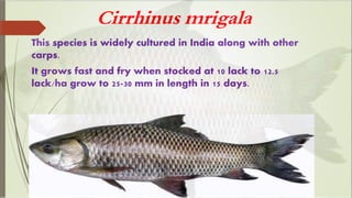 Freshwater Edible Fish
