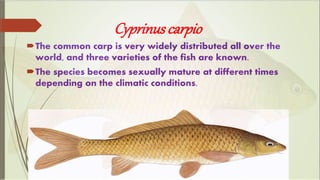 Freshwater Edible Fish