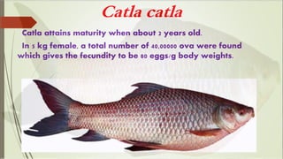 Freshwater Edible Fish