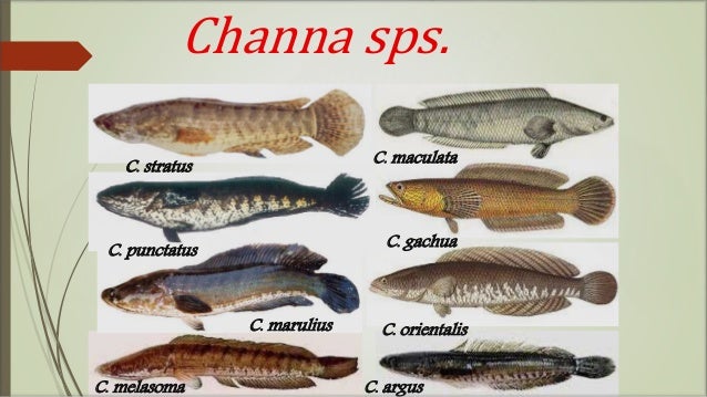 Fresh water edible fishes