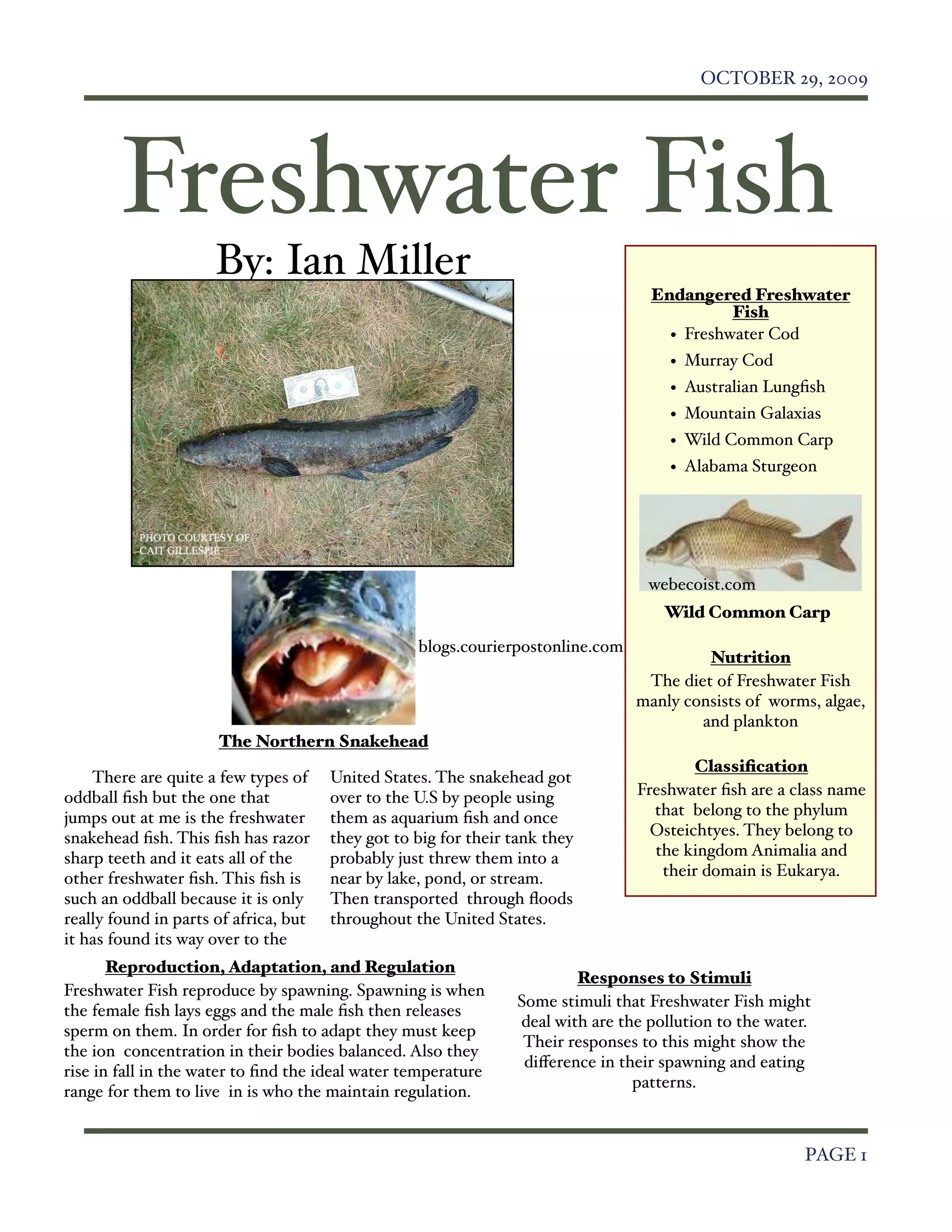 Freshwater Fish | PDF