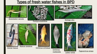 Fresh Water Fishes Of Baripada, MSCB unv | PPTX