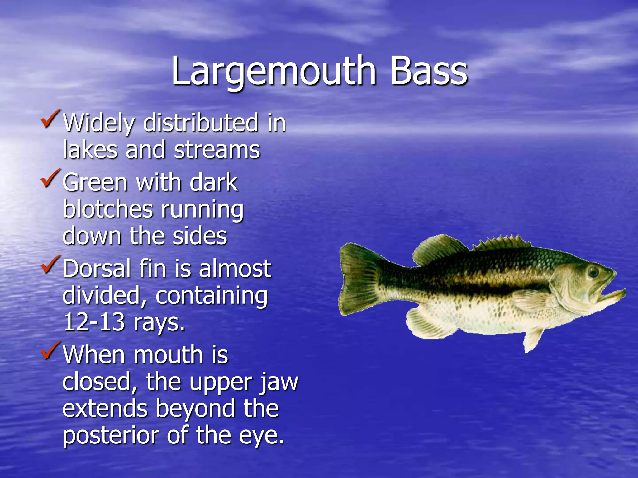 Freshwater Fish ppt. (1).ppt