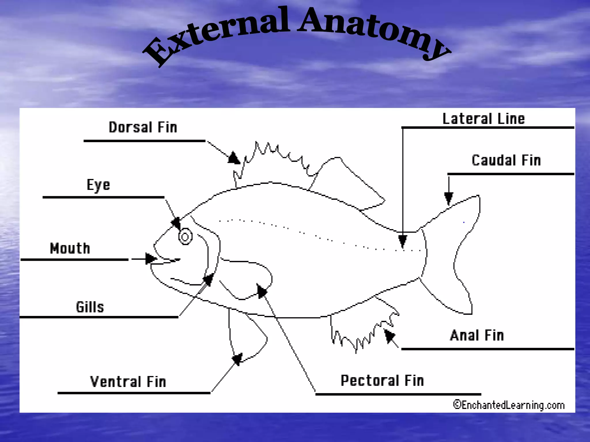 Freshwater Fish ppt. (1).ppt