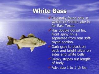 Freshwater Fish ppt. (1).ppt