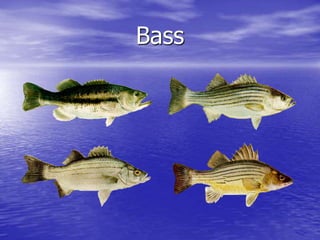 Freshwater Fish ppt. (1).ppt