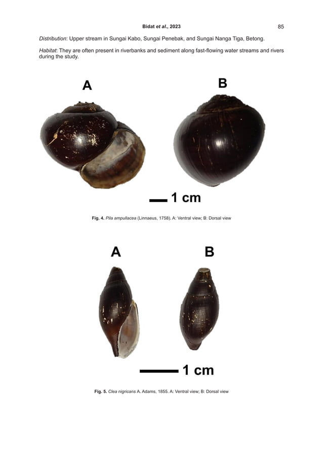 Freshwater gastropod diversity in the selected lotic environment, Betong, Sarawak, Borneo | PDF