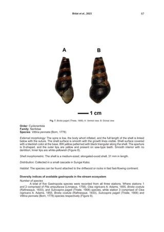 Freshwater gastropod diversity in the selected lotic environment, Betong, Sarawak, Borneo | PDF