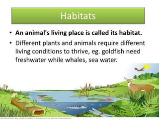 Freshwater Habitat | PPTX