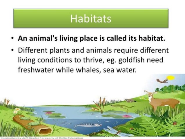 Freshwater Habitat