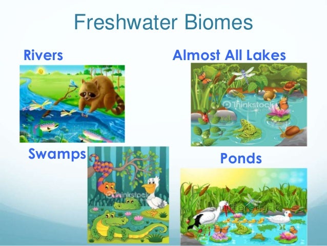 Freshwater Habitat